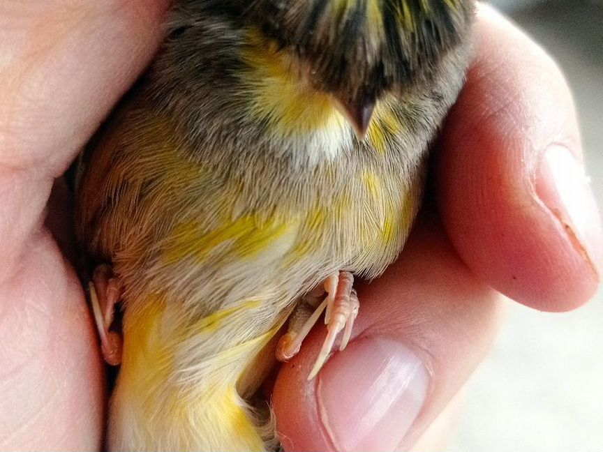 Канарейка Корона Глостер