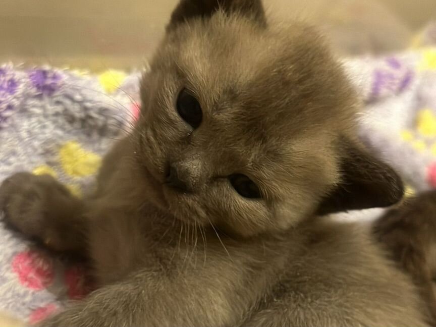 Бурманская