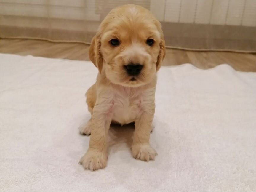 Щенки английского кокер спаниеля