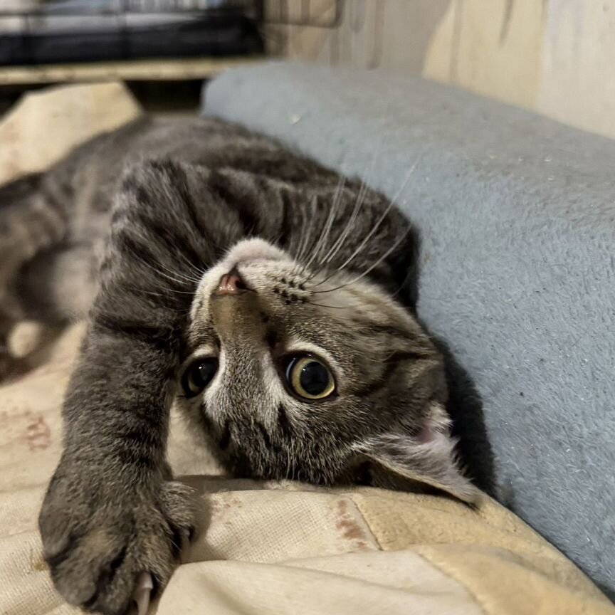 Что за лев этот тигр