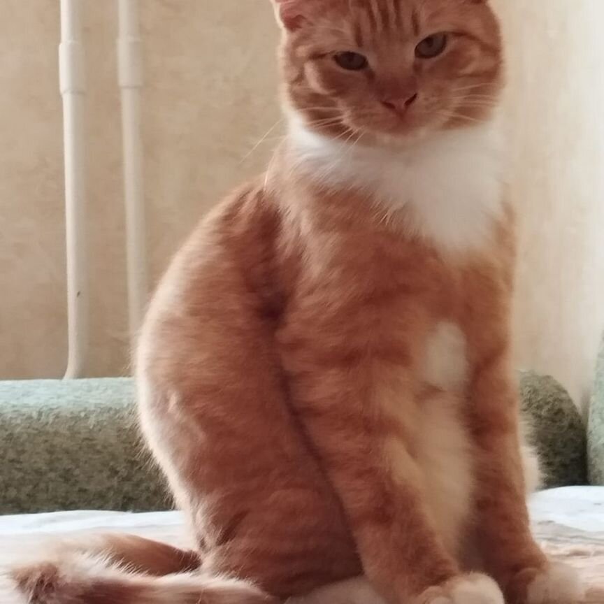 Рыжий котик