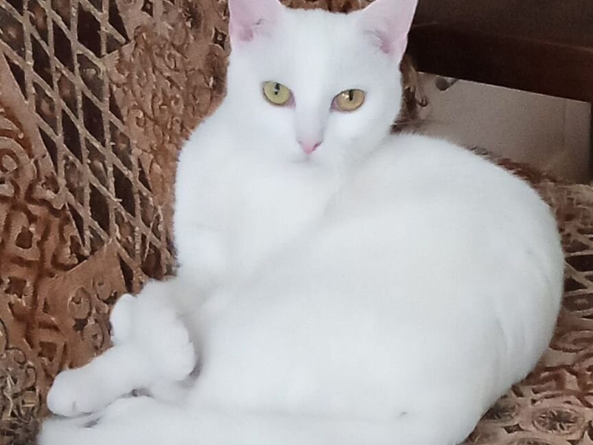 Белоснежка в добрые руки