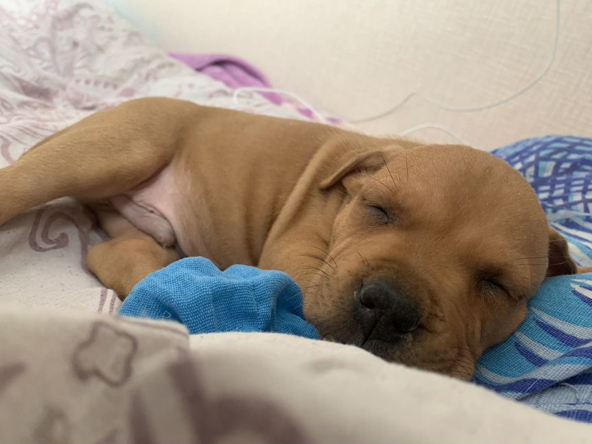 Щенок стаффорда