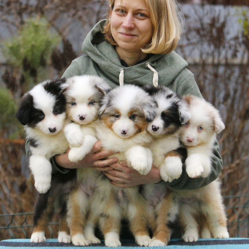 Австралийская овчарка, щенок