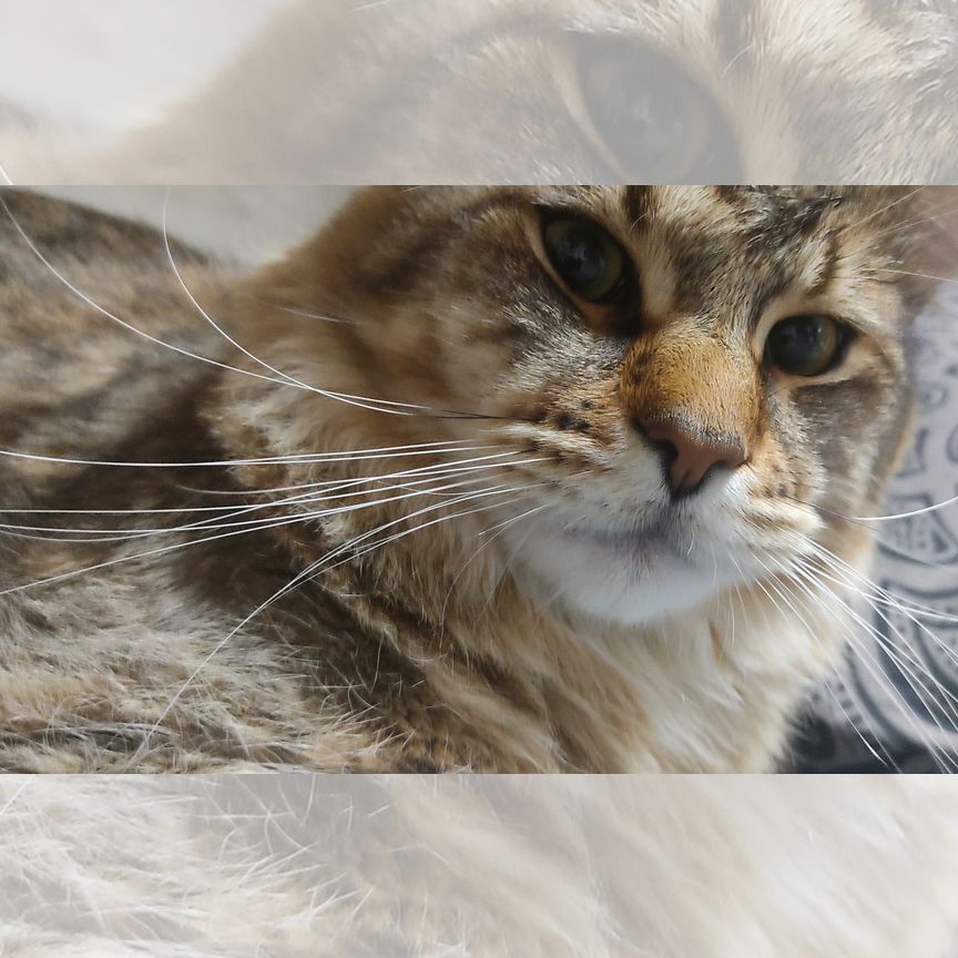 Мейн-кун, взрослый кот