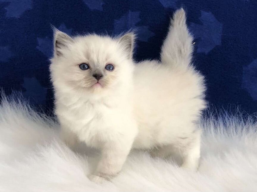 Котята Рэгдолл Миттед