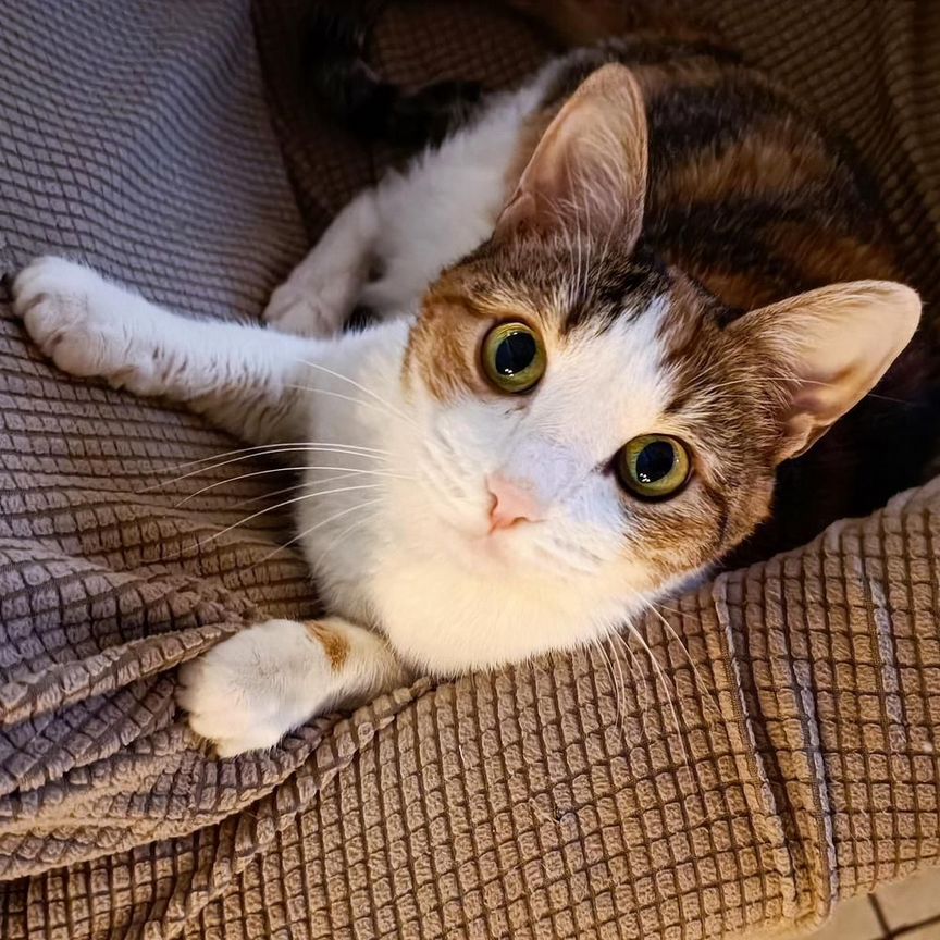 Камария ищет дом