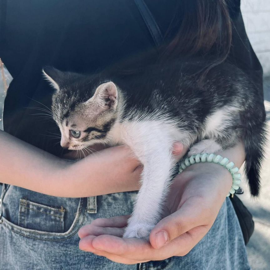 Котёнок в добрые руки
