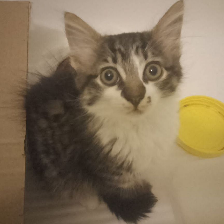 Котятки ищут любящих хозяев и дом