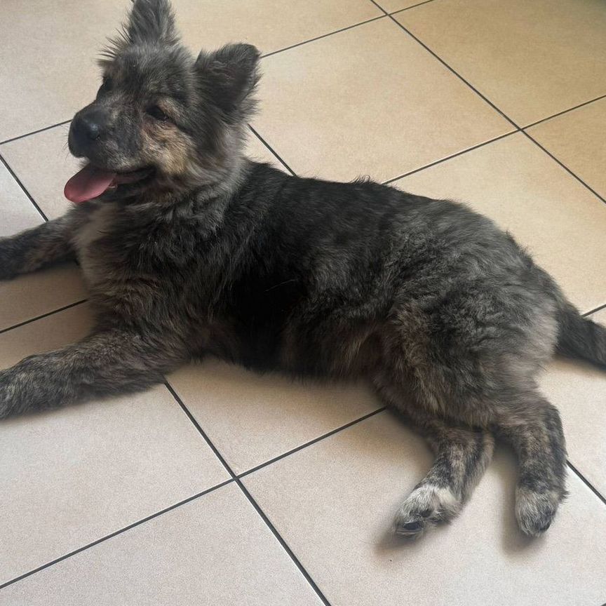 Взрослый пёс в добрые руки