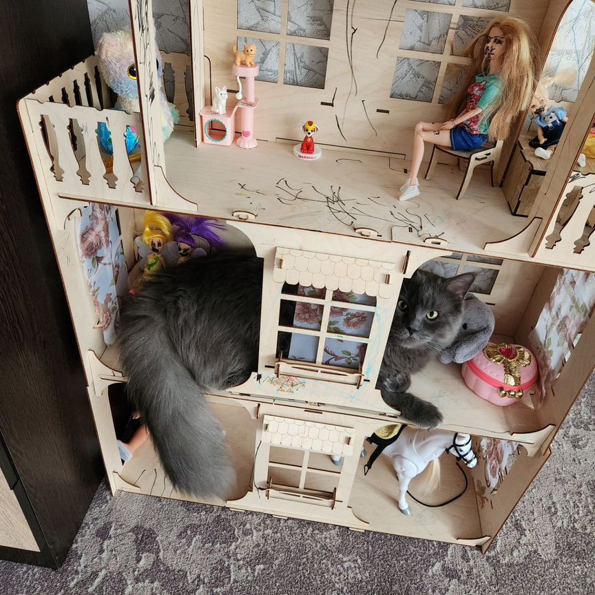 Отдамв добрые руки кота и собаку