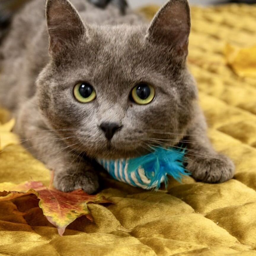 Кот в добрые руки типаж русская голубая