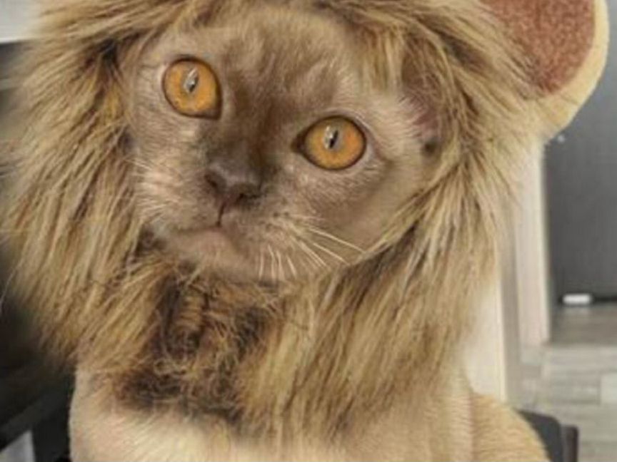 Бурманская шоколадка