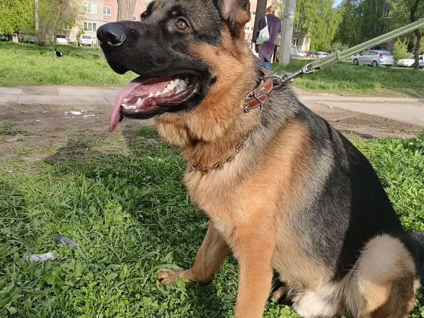 Подрощенный щенок немецкой овчарки