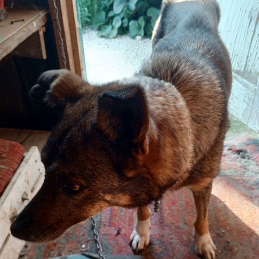 Собака в добрые руки отдам бесплатно