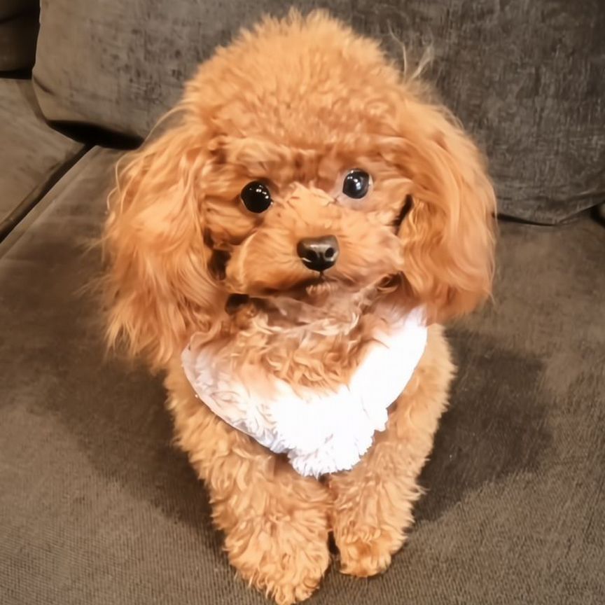 Той-пудель, щенок