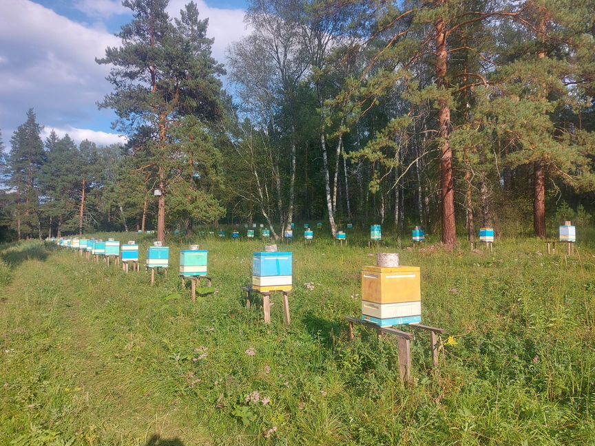 Улей для пчел