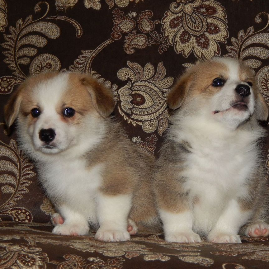 Вельш Корги Пемброк, щенок