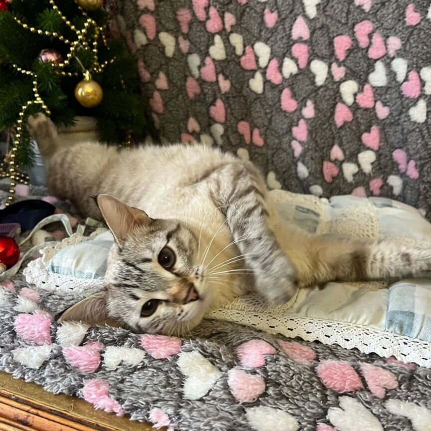 Кошечка ищет дом