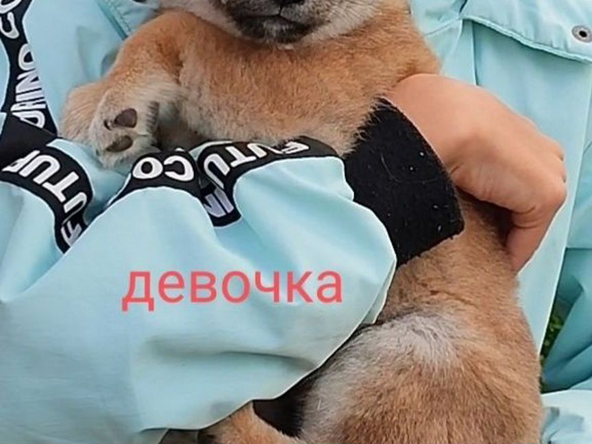 Шиба сиба ину спб