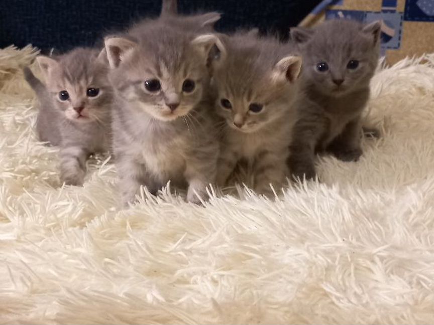 Британцы шотланские