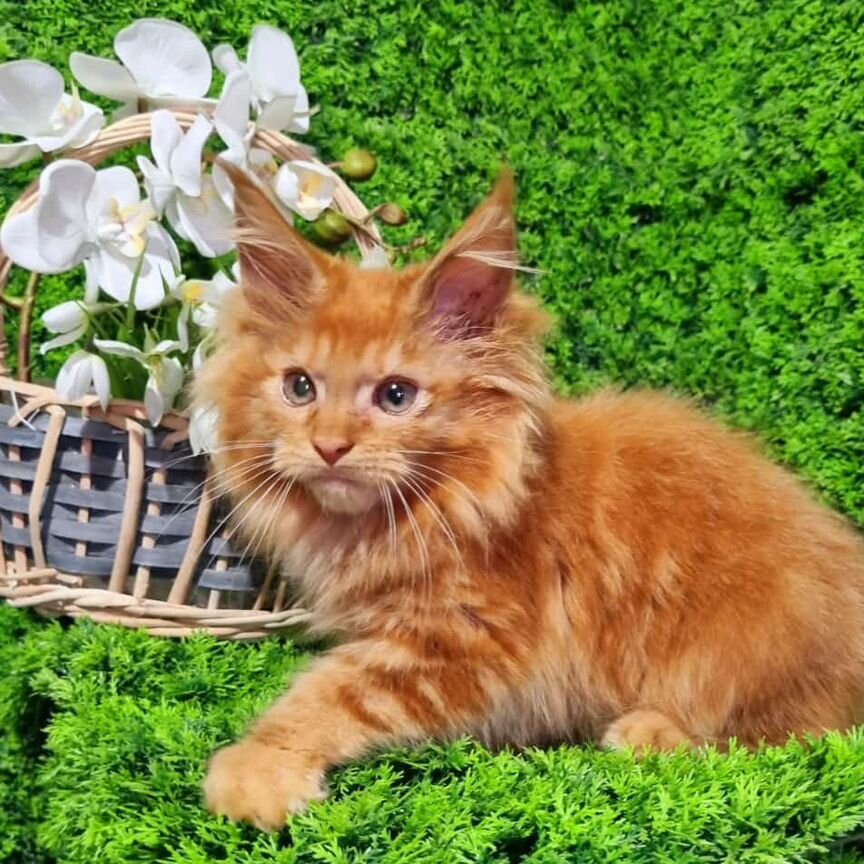 Котята мейн-кун гиганты