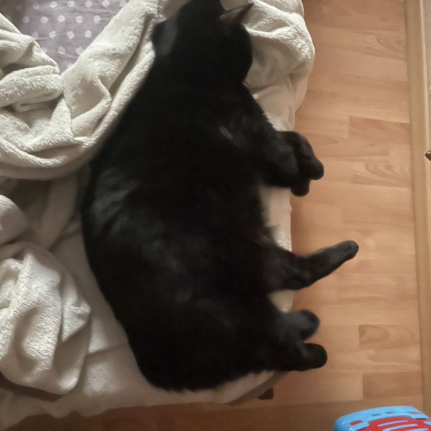 Пристрою котика в добрые руки