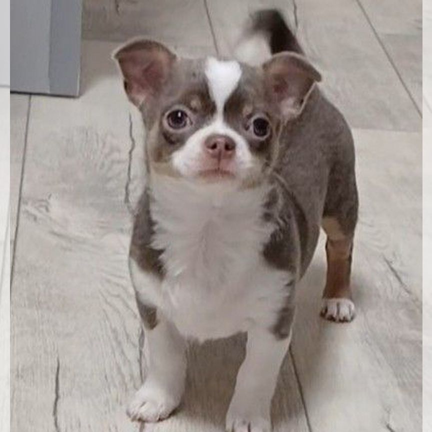 Чихуахуа, щенок