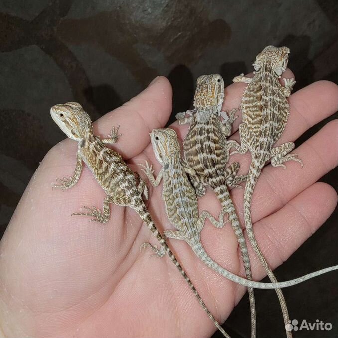 Бородатая агама малыши