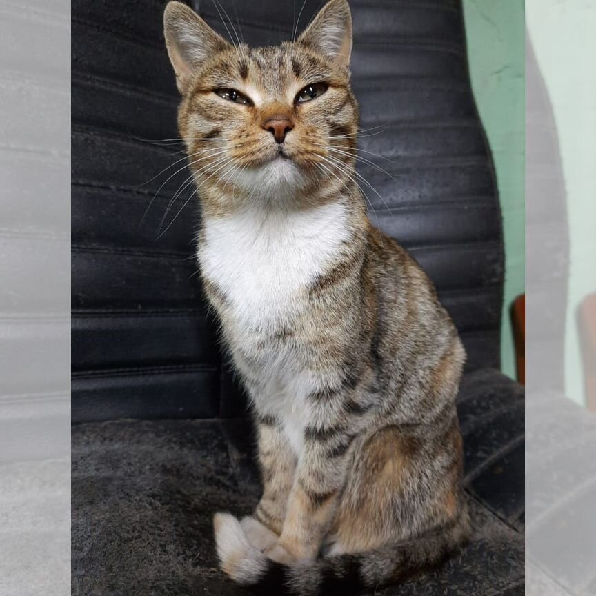 Взрослая кошка в добрые руки