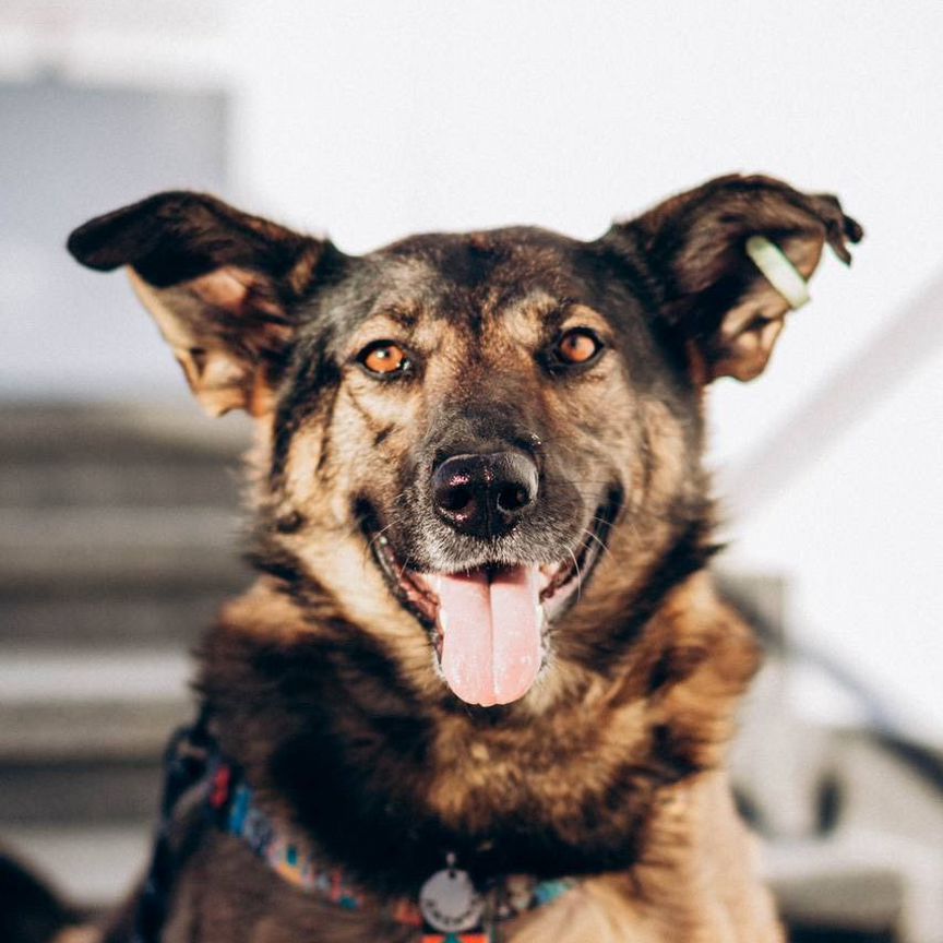 Собака Джемма метис овчарки в добрые руки