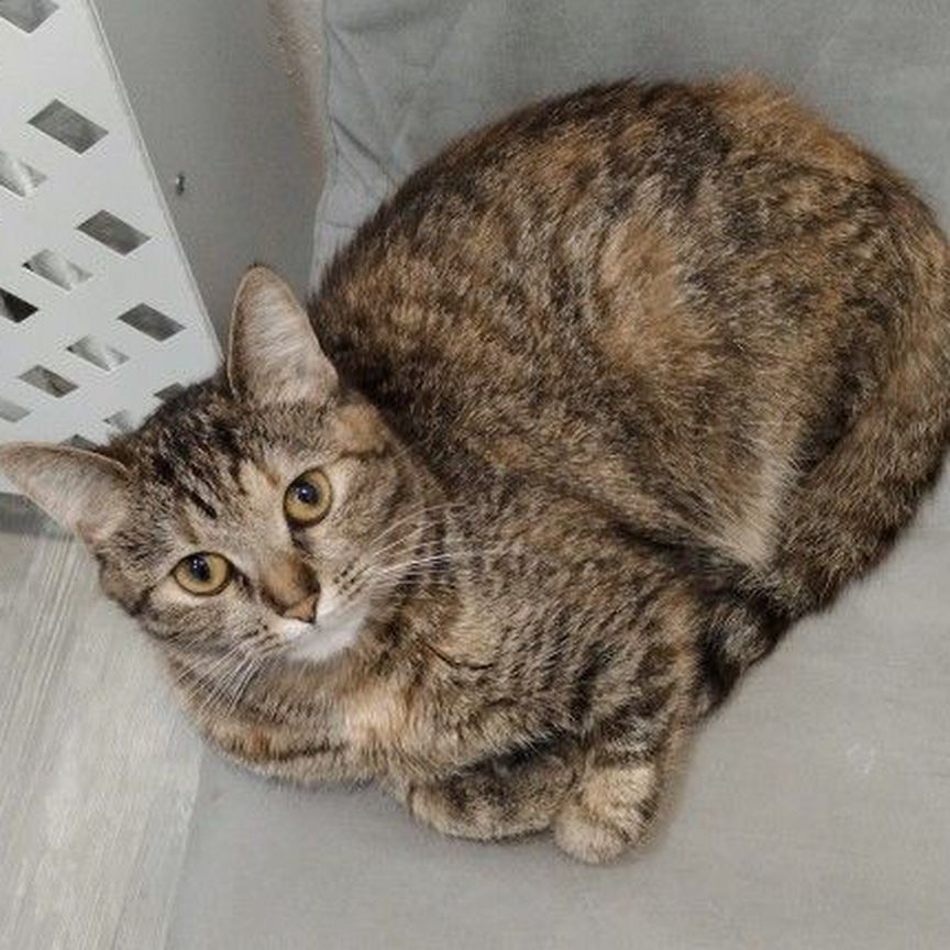 Взрослая, Девочка кошка в добрые руки