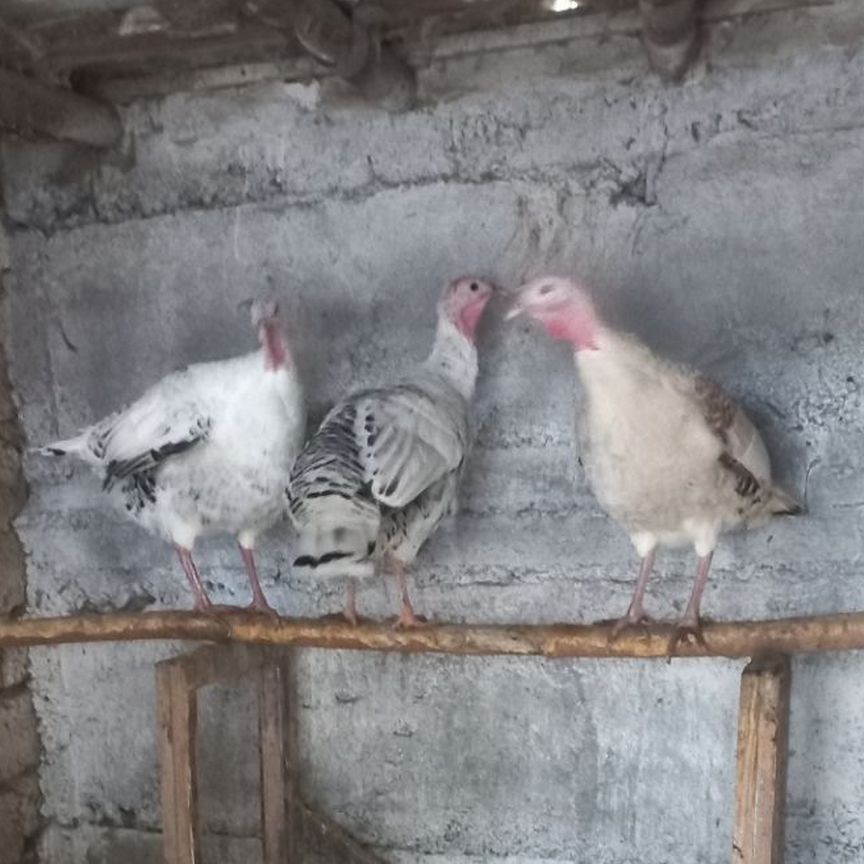 Индюшки несушки