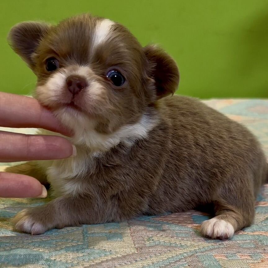 Лиловый пупсик