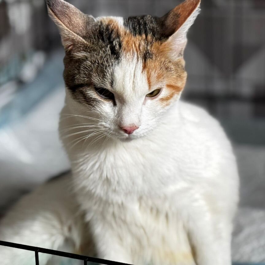 Котенок девочка отдадим в добрые руки бесплатно