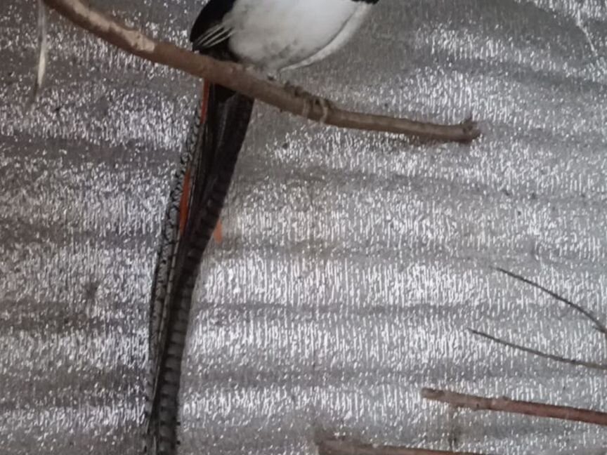 Алмазный фазан 23г