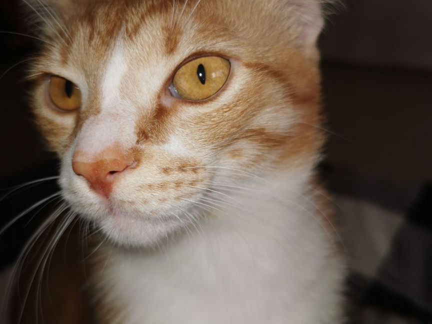 Кошка