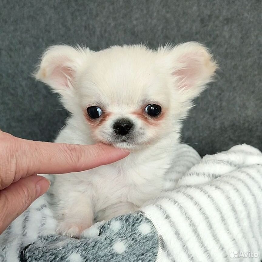 Чихуахуашонок