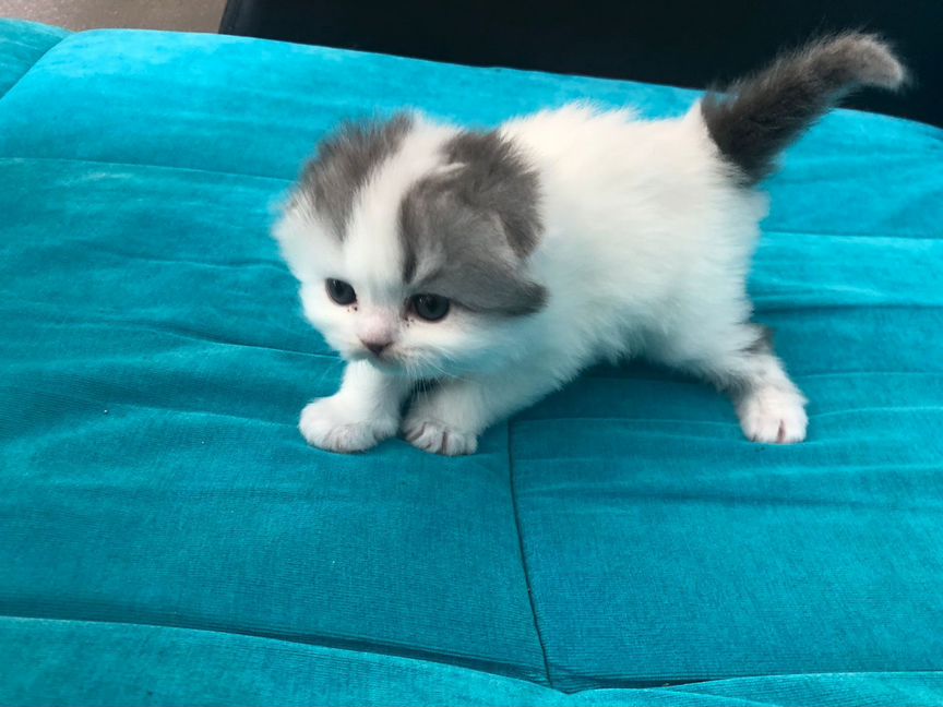 Продам милого вислоухого котенка (мальчик)