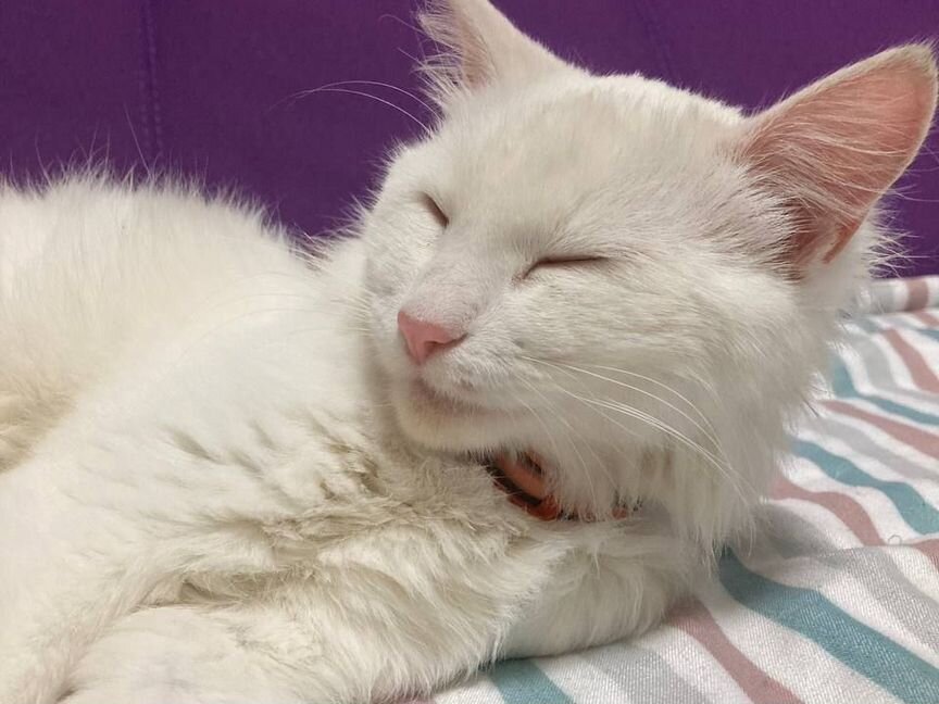 Котик Турецкая Ангора