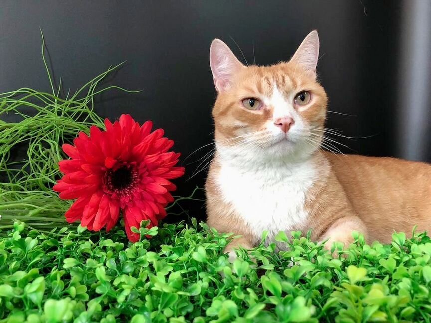 Котику очень нужна семья