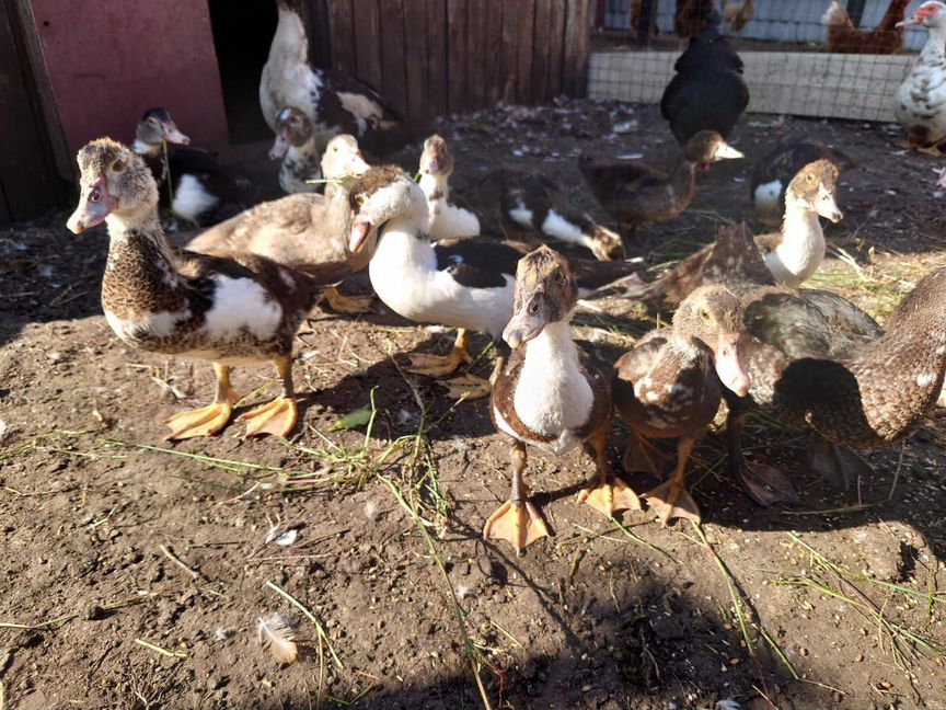 Утята индоутки