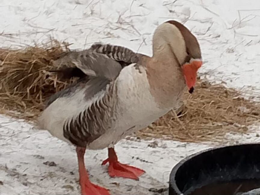 Гусак холмагорский