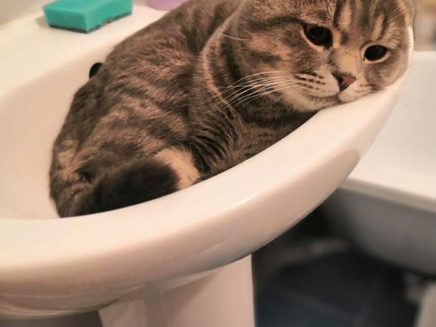 Шотландский вислоухий кот вязка