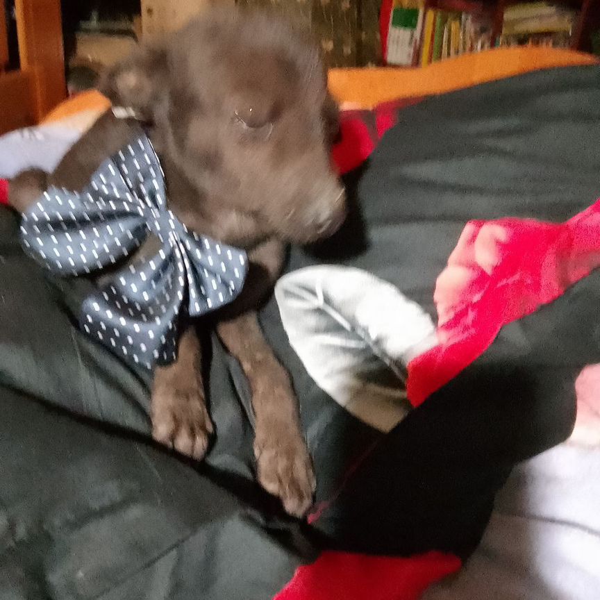 Щенок девочка Джульетта