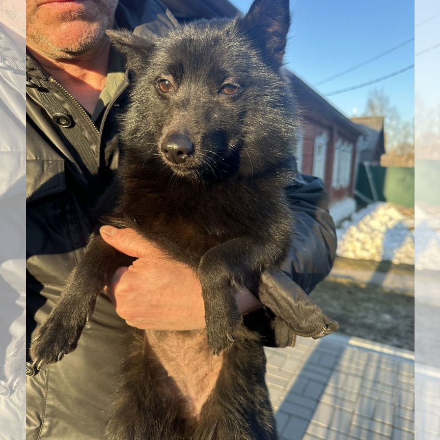 Щенок в добрые руки