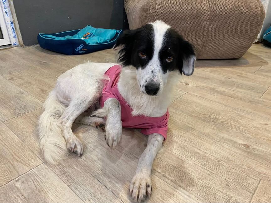 Собака - компаньон Таша