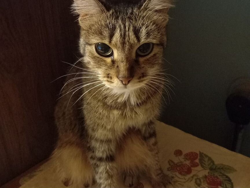 Кошки в добрые руки бесплатно