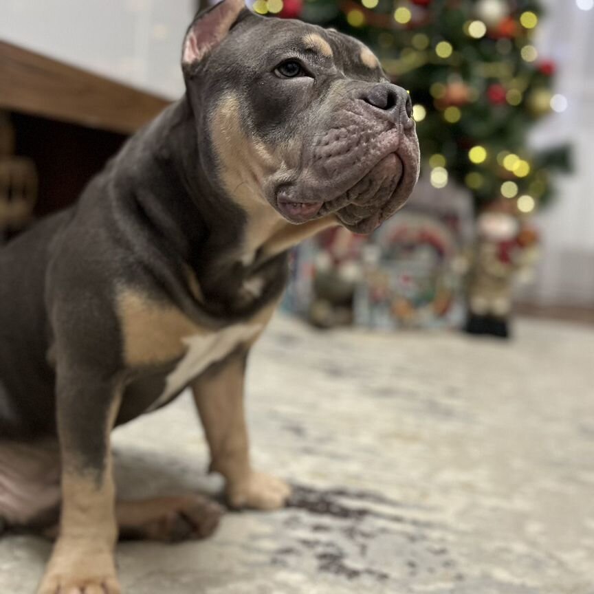 Американский булли, щенок