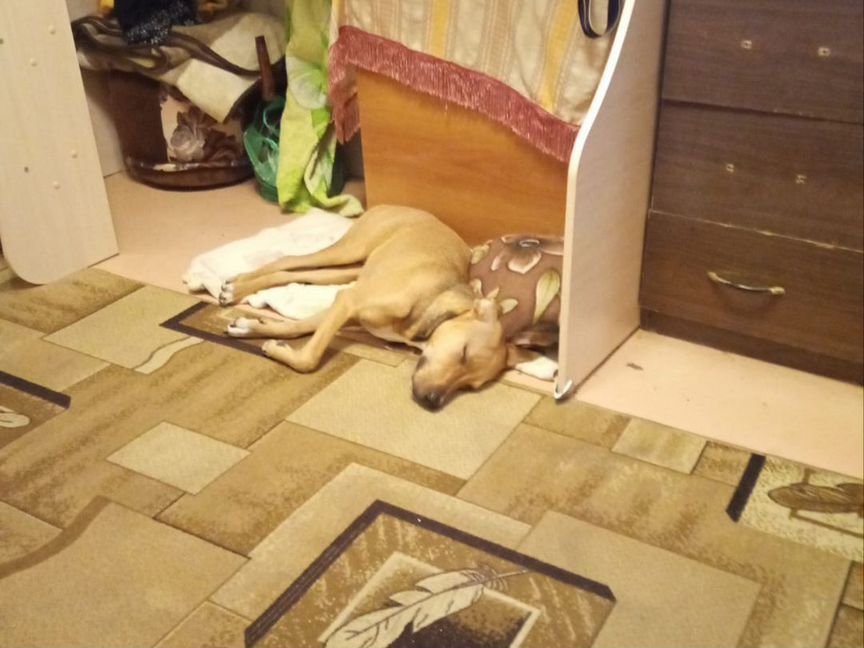 Собака в добрые руки